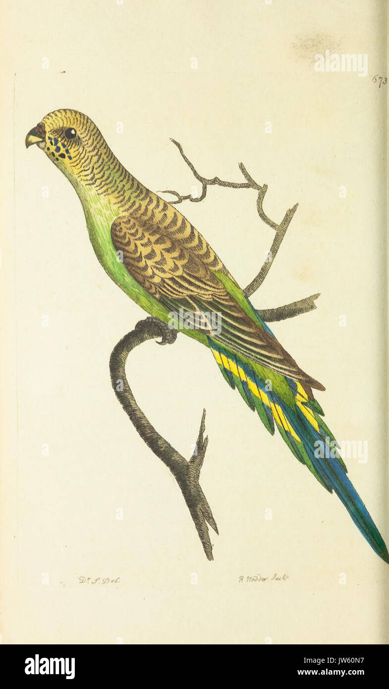 Budgerigar melopsittacus undulatus australia hi-res stock photography ...