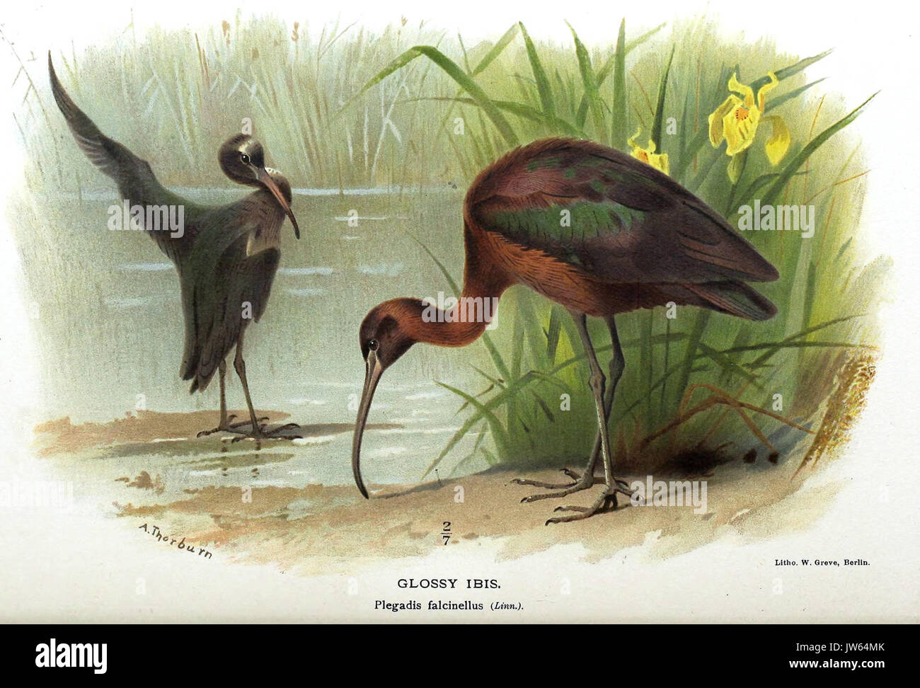 Glossy ibis illustration hi-res stock photography and images - Alamy