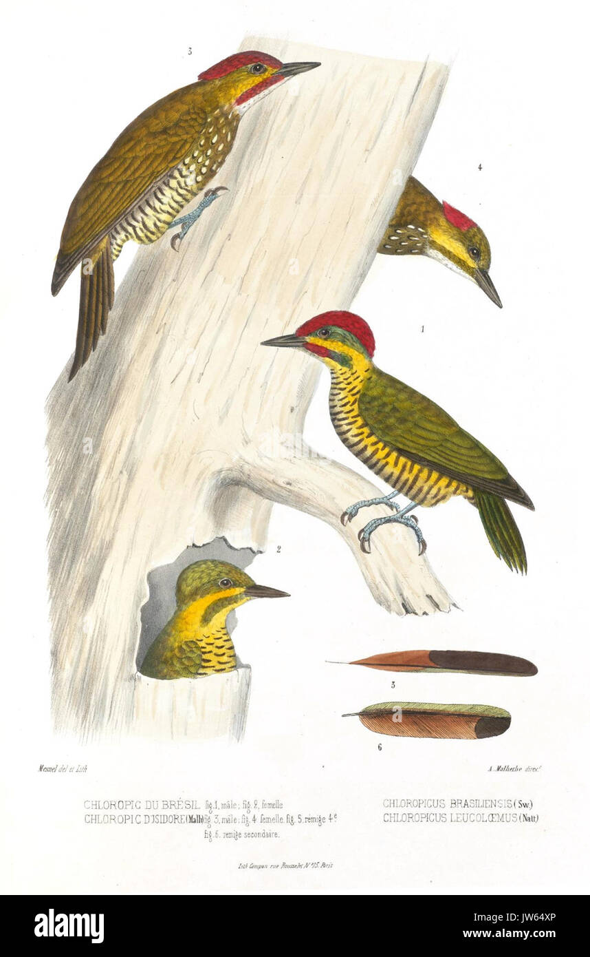 Malherbes hi-res stock photography and images - Alamy