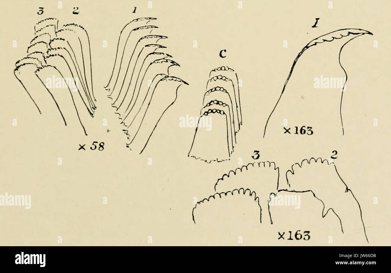 Radula of Otopoma naticoides Stock Photo - Alamy