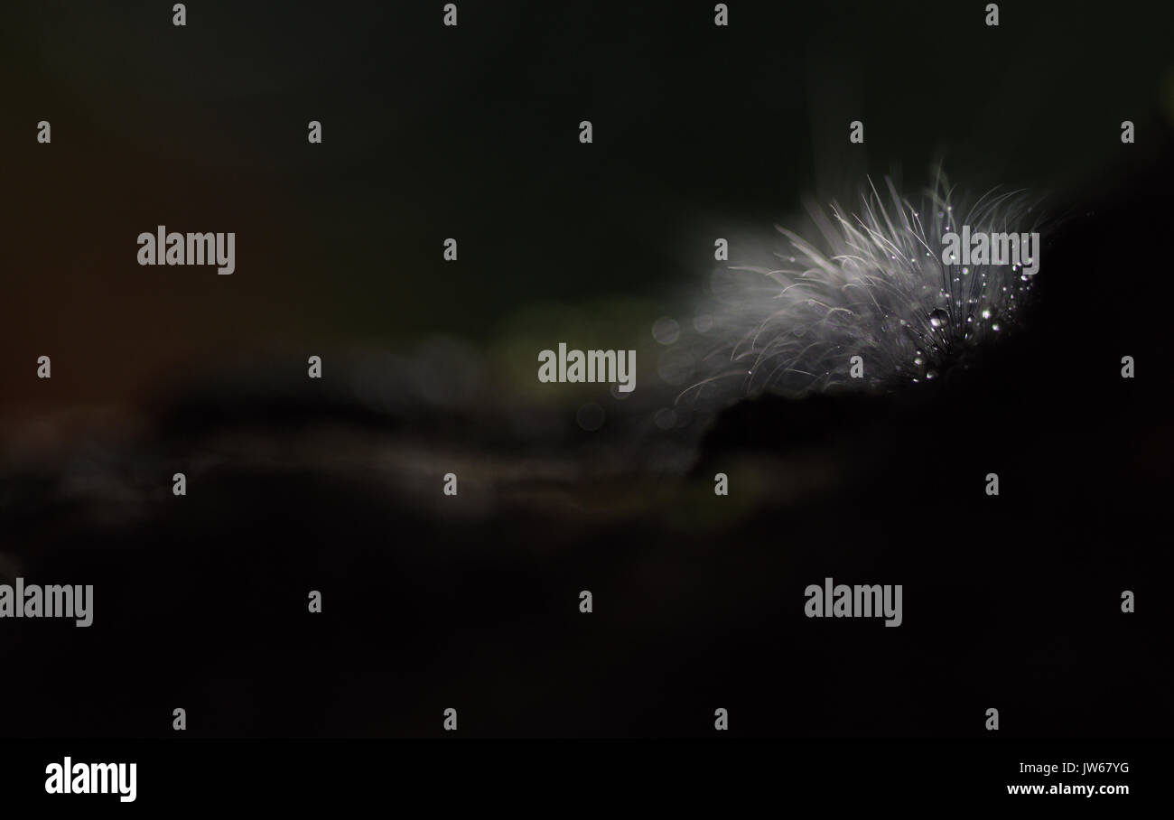 Rain sparkle hi-res stock photography and images - Alamy