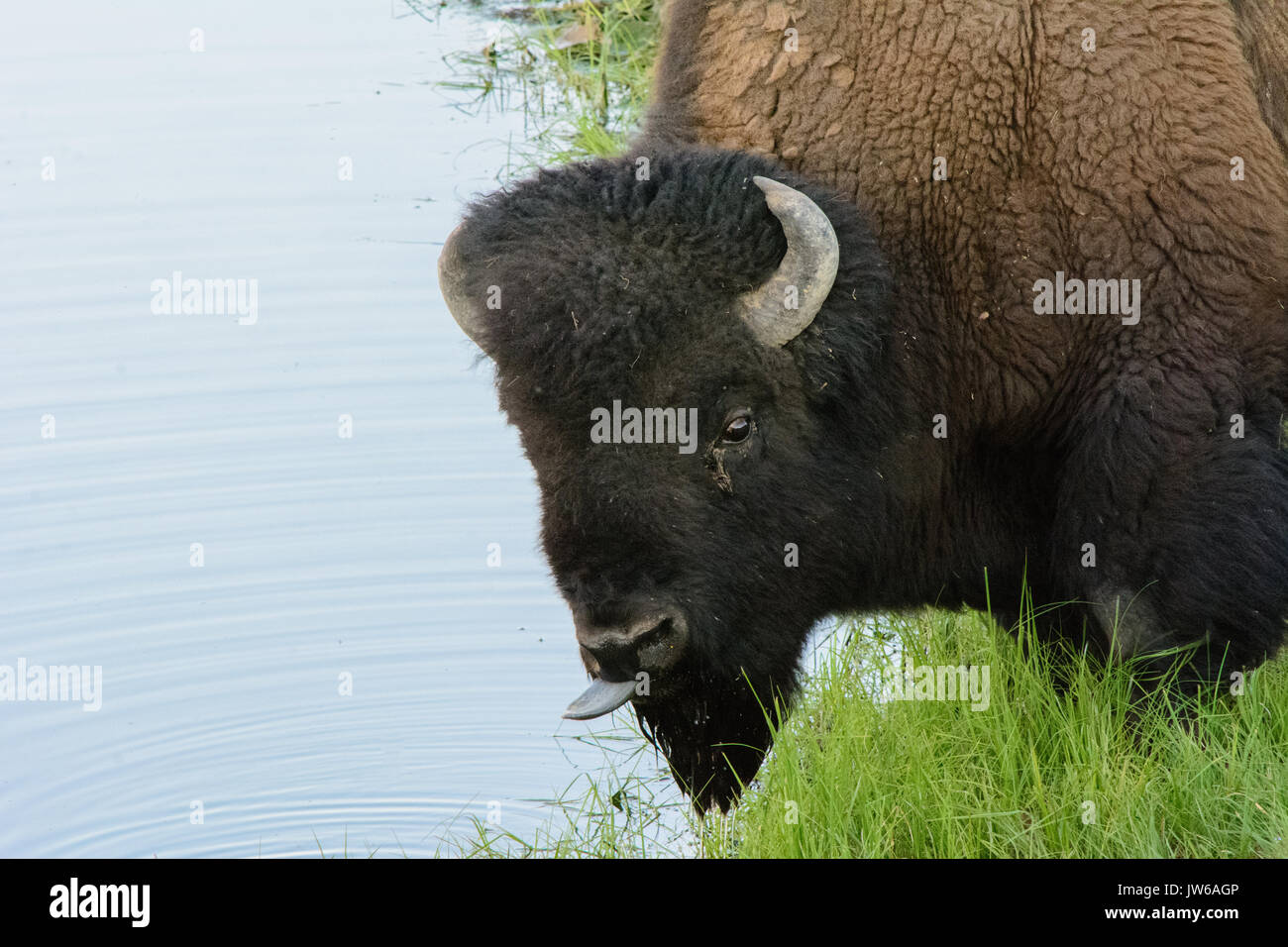 Bison drinking water Stock Photo - Alamy