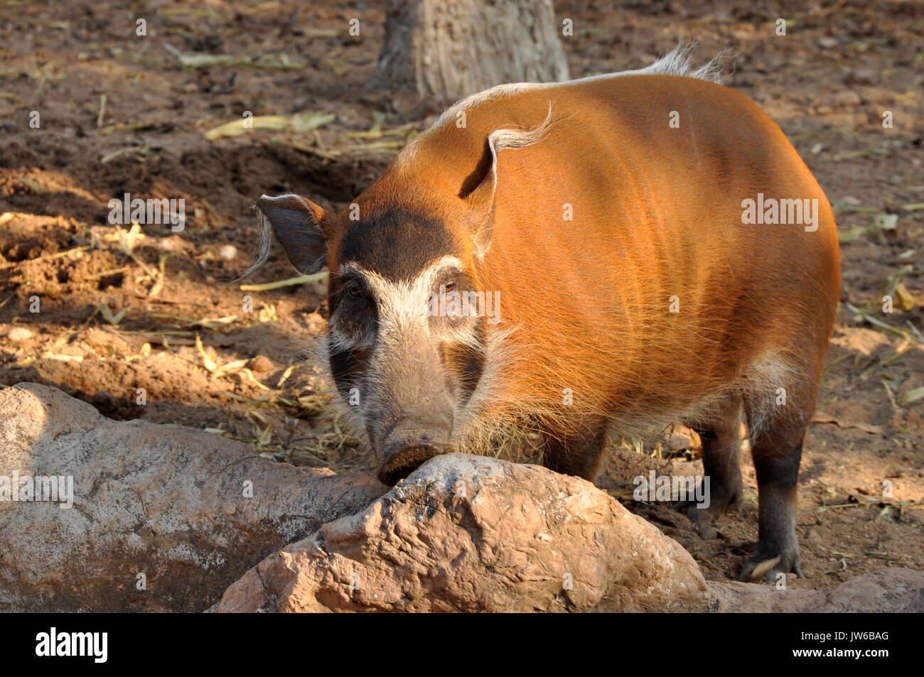 The Red River Hog lives in rainforests and wet dense savannas, in ...