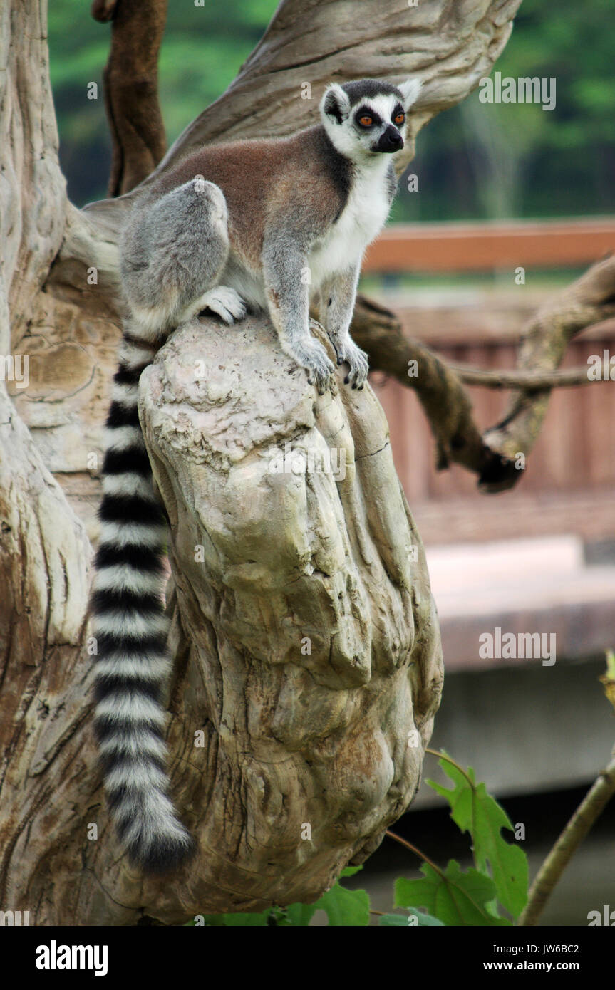 The Ring-tailed lemur is a relatively large lemur Stock Photo - Alamy