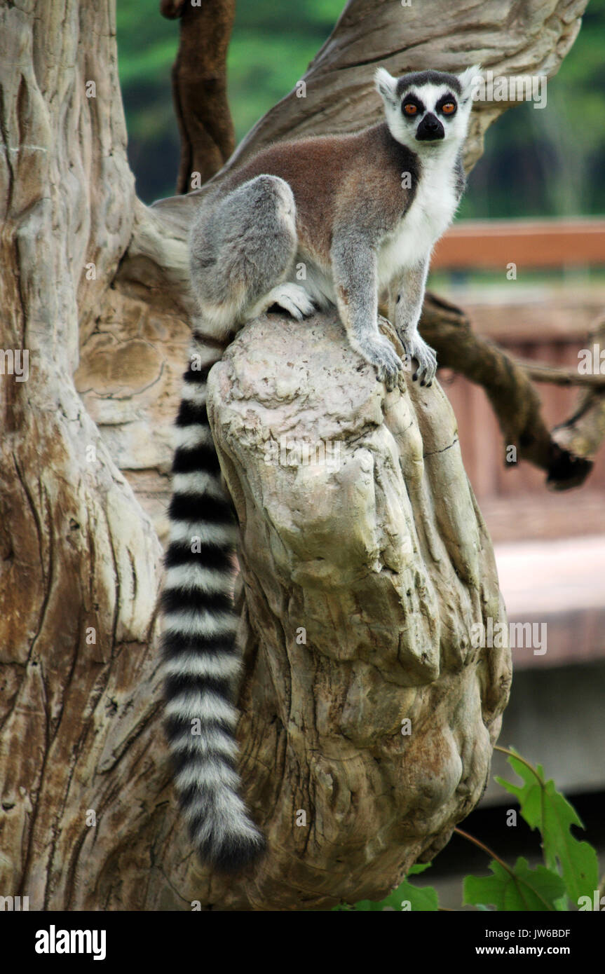 The Ring-tailed lemur is a relatively large lemur Stock Photo - Alamy