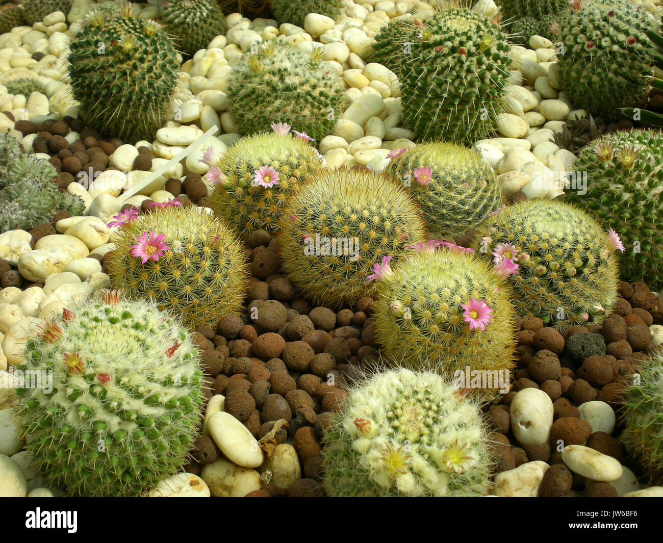 A cactus is a member of the plant family Cactaceae Stock Photo - Alamy