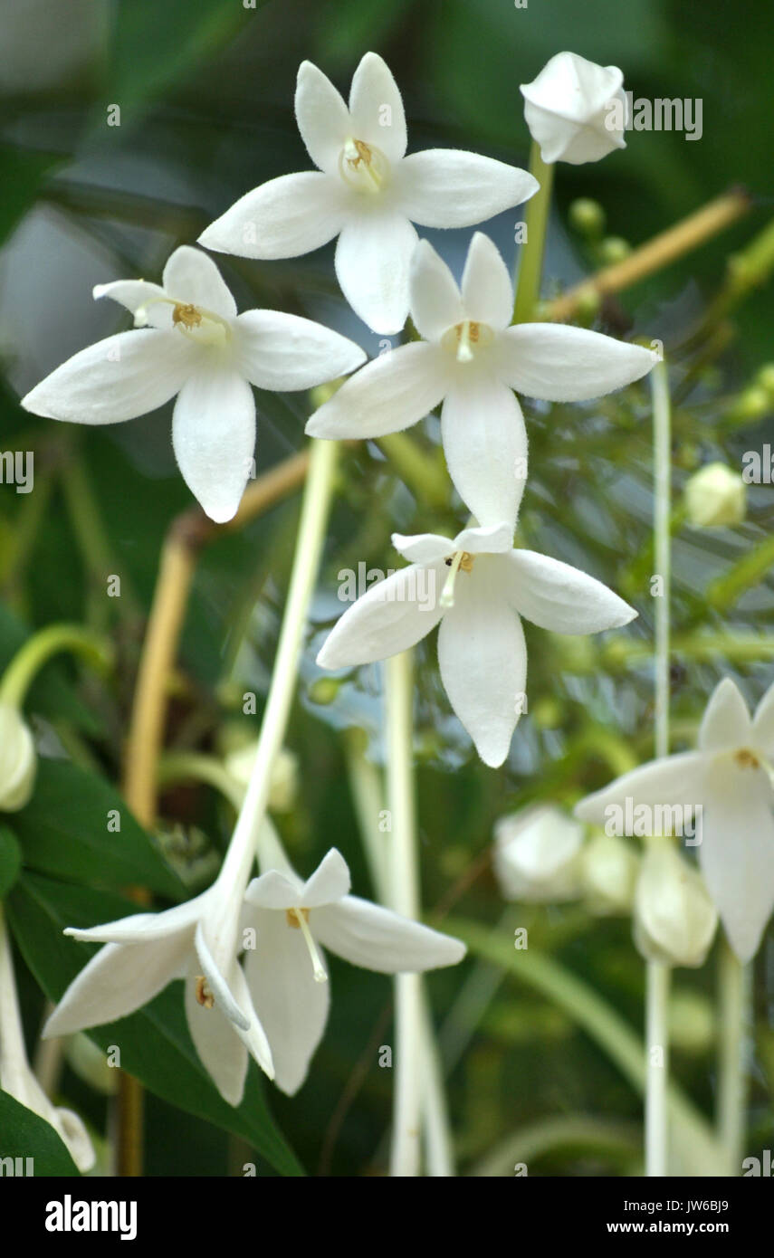 Millingtonia hortensis, the sole species in genus Millingtonia, is a ...