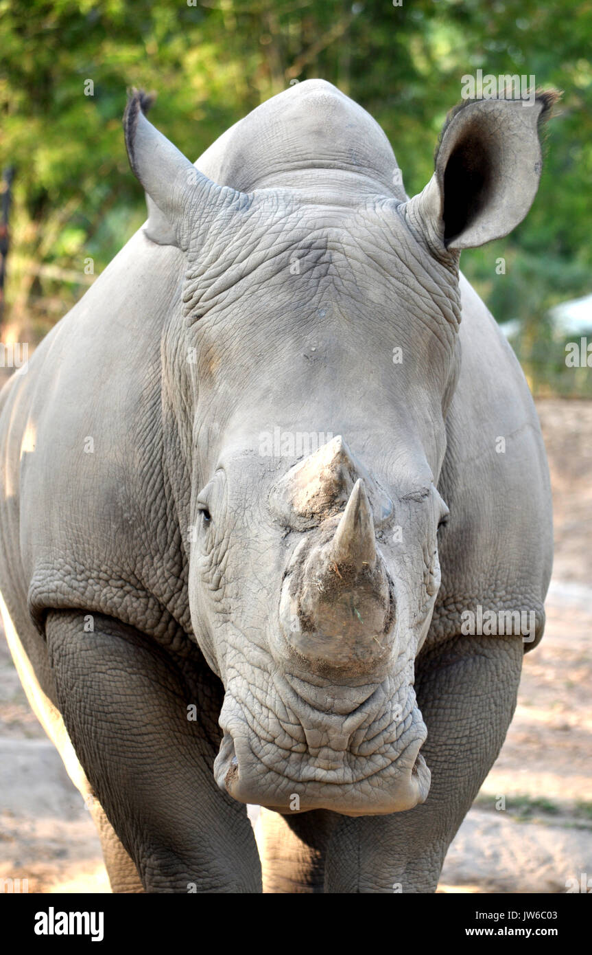 The White or Square-lipped Rhinoceros is the third most massive ...