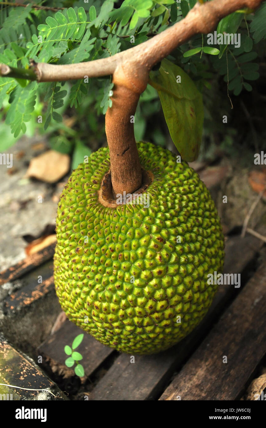 The flesh of the jackfruit is starchy, fibrous and is a source of ...