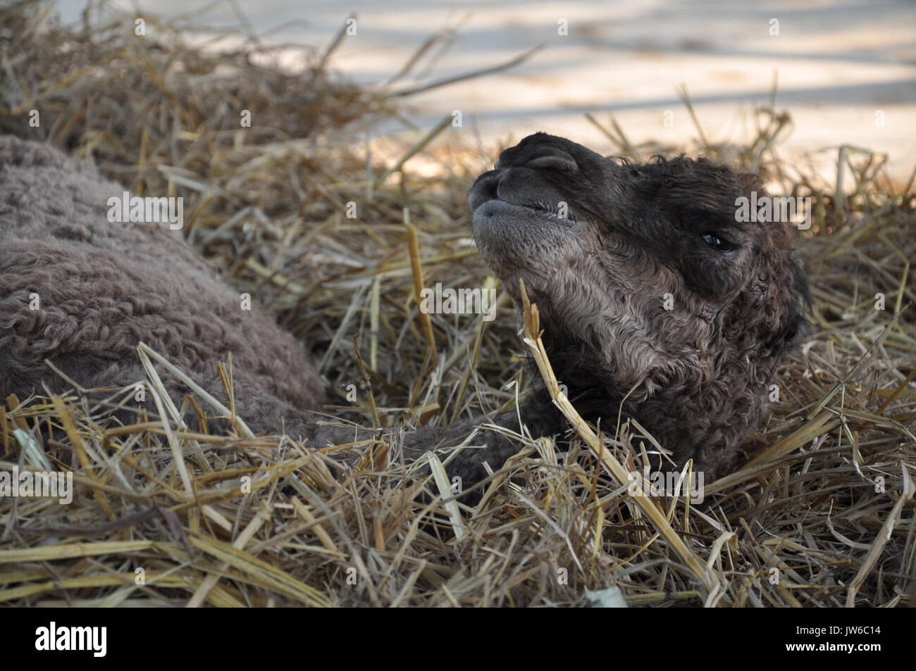 The dromedary or Arabian camel has a single hump. Dromedaries are ...