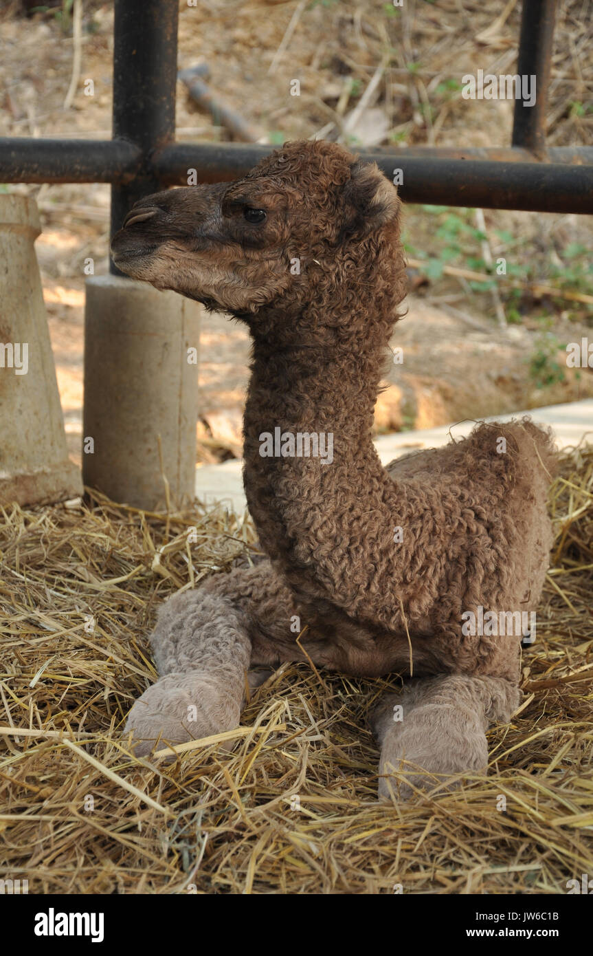 The dromedary or Arabian camel has a single hump. Dromedaries are ...