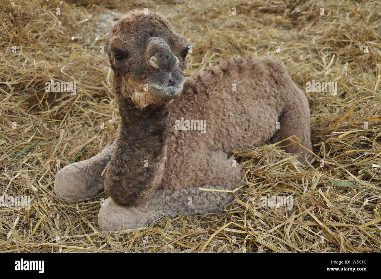 The dromedary or Arabian camel has a single hump. Dromedaries are ...