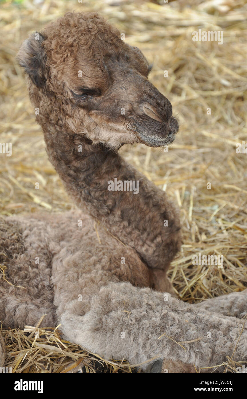 The dromedary or Arabian camel has a single hump. Dromedaries are ...