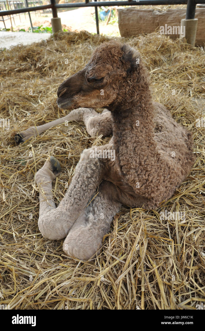 The dromedary or Arabian camel has a single hump. Dromedaries are ...
