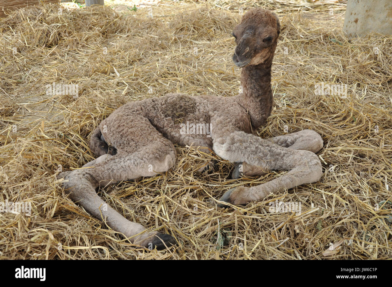 The dromedary or Arabian camel has a single hump. Dromedaries are ...