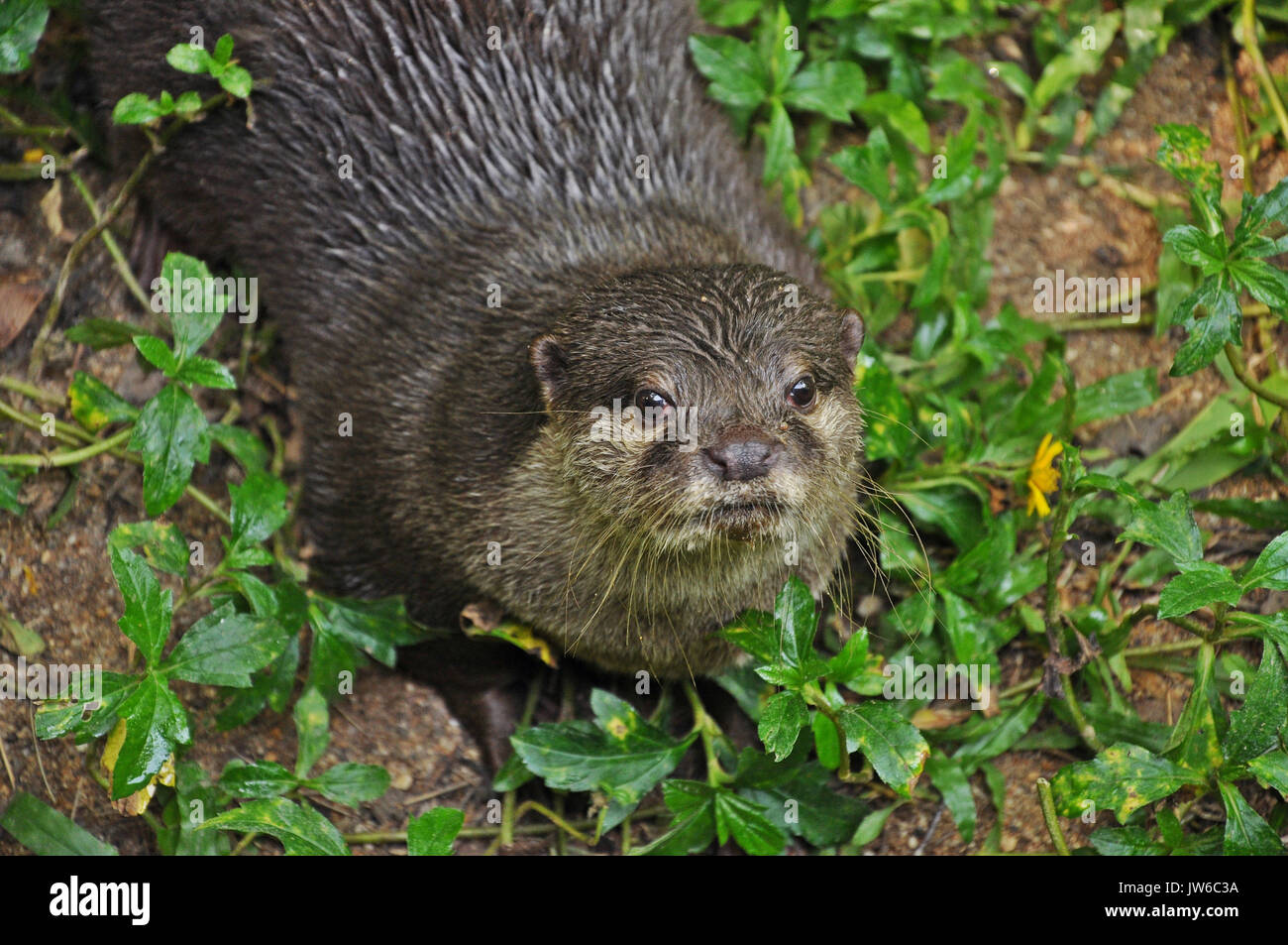 Semi aquatic mammal hi-res stock photography and images - Alamy