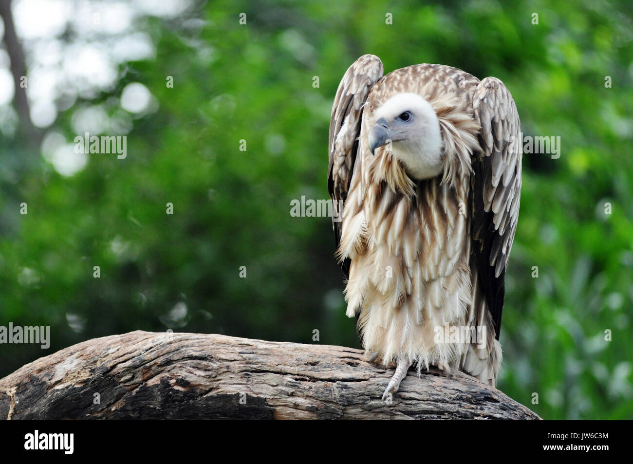The Himalayan Griffon Vulture is a typical vulture, with a bald white ...