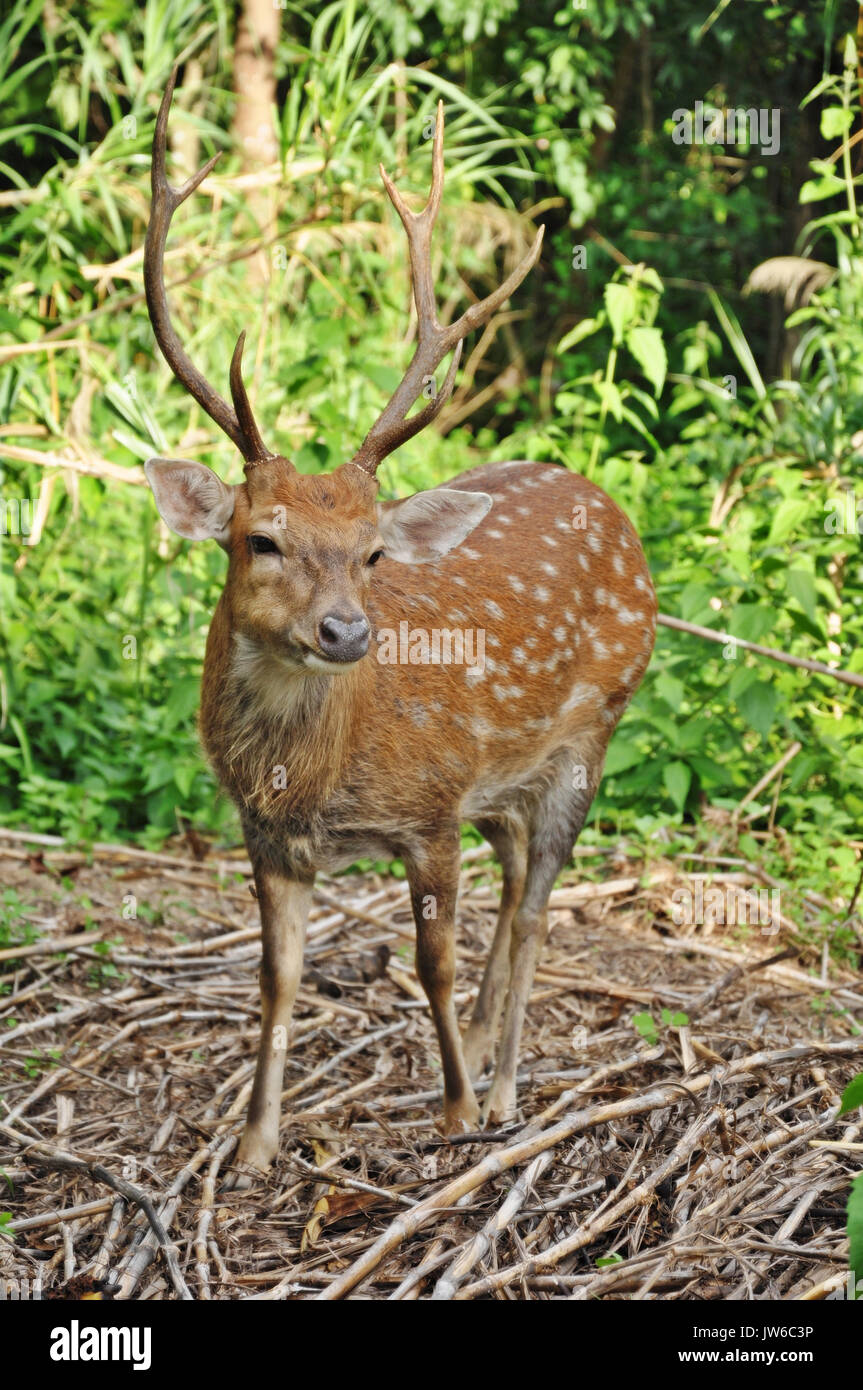 Spotted deer patterns hi-res stock photography and images - Alamy