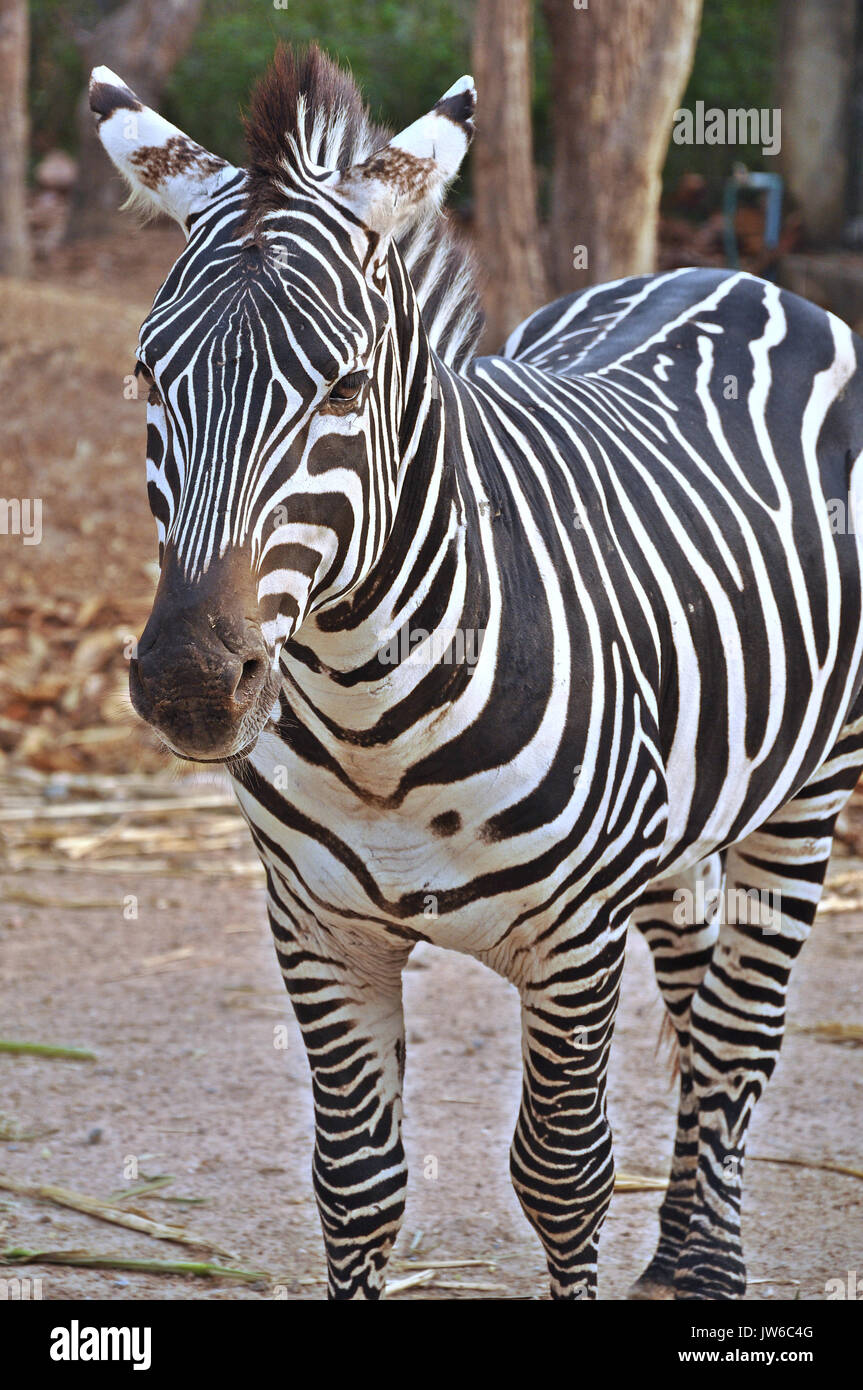 Evolved stripes hi-res stock photography and images - Alamy