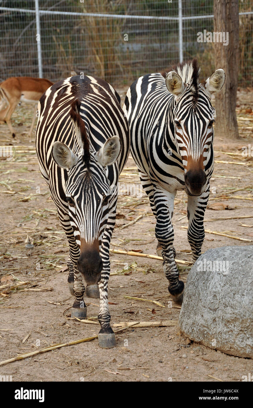 Old world horses hi-res stock photography and images - Alamy