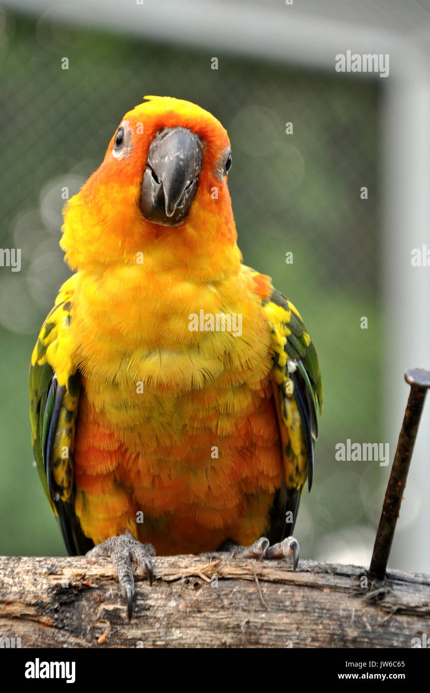 Underwing coverts hi-res stock photography and images - Alamy