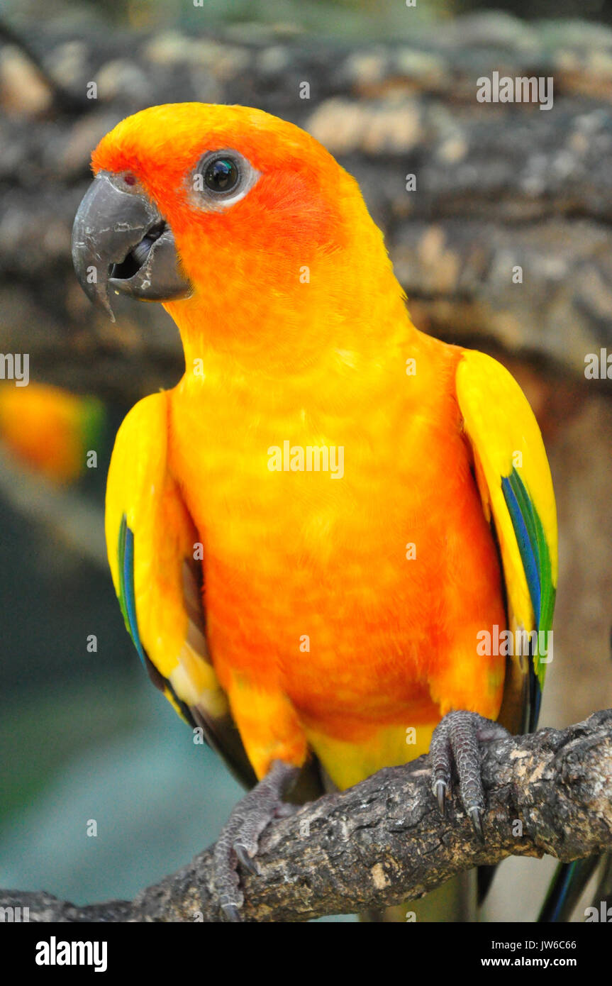 Sun Conure has a rich yellow crown, nape, mantle, lesser wing-coverts ...