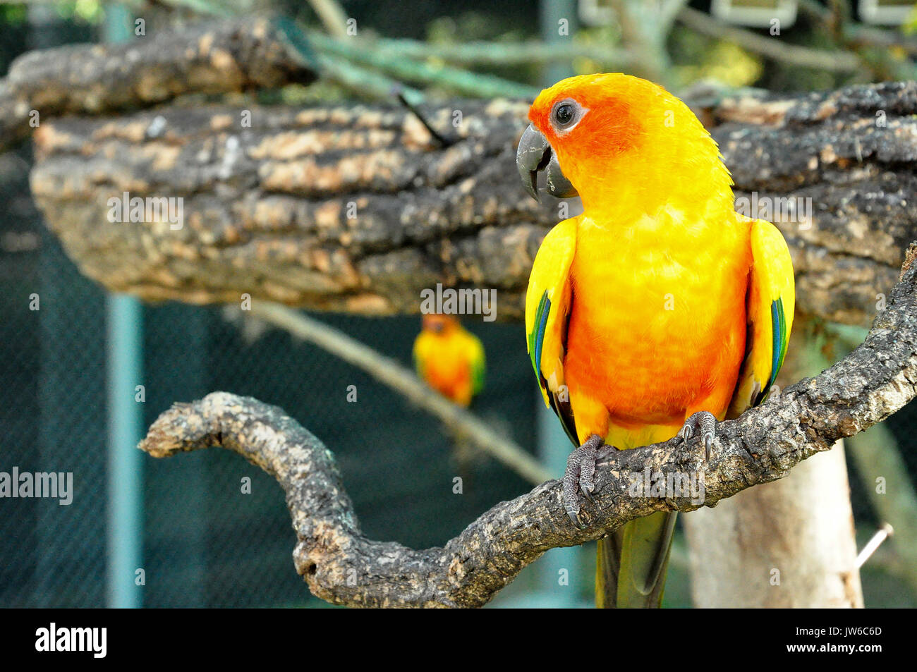 Sun Conure has a rich yellow crown, nape, mantle, lesser wing-coverts ...