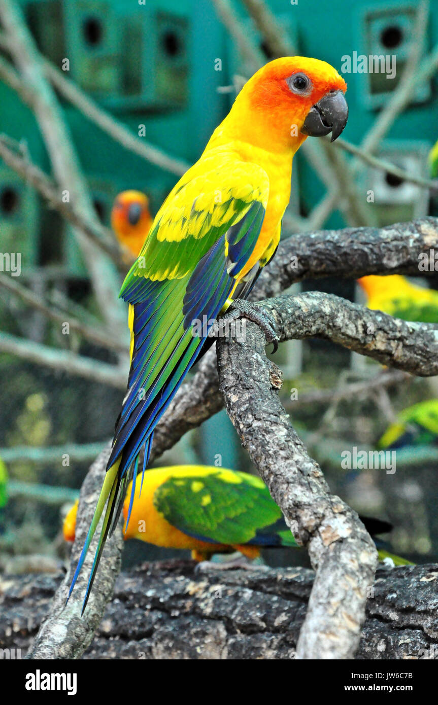 Sun Conure has a rich yellow crown, nape, mantle, lesser wing-coverts ...