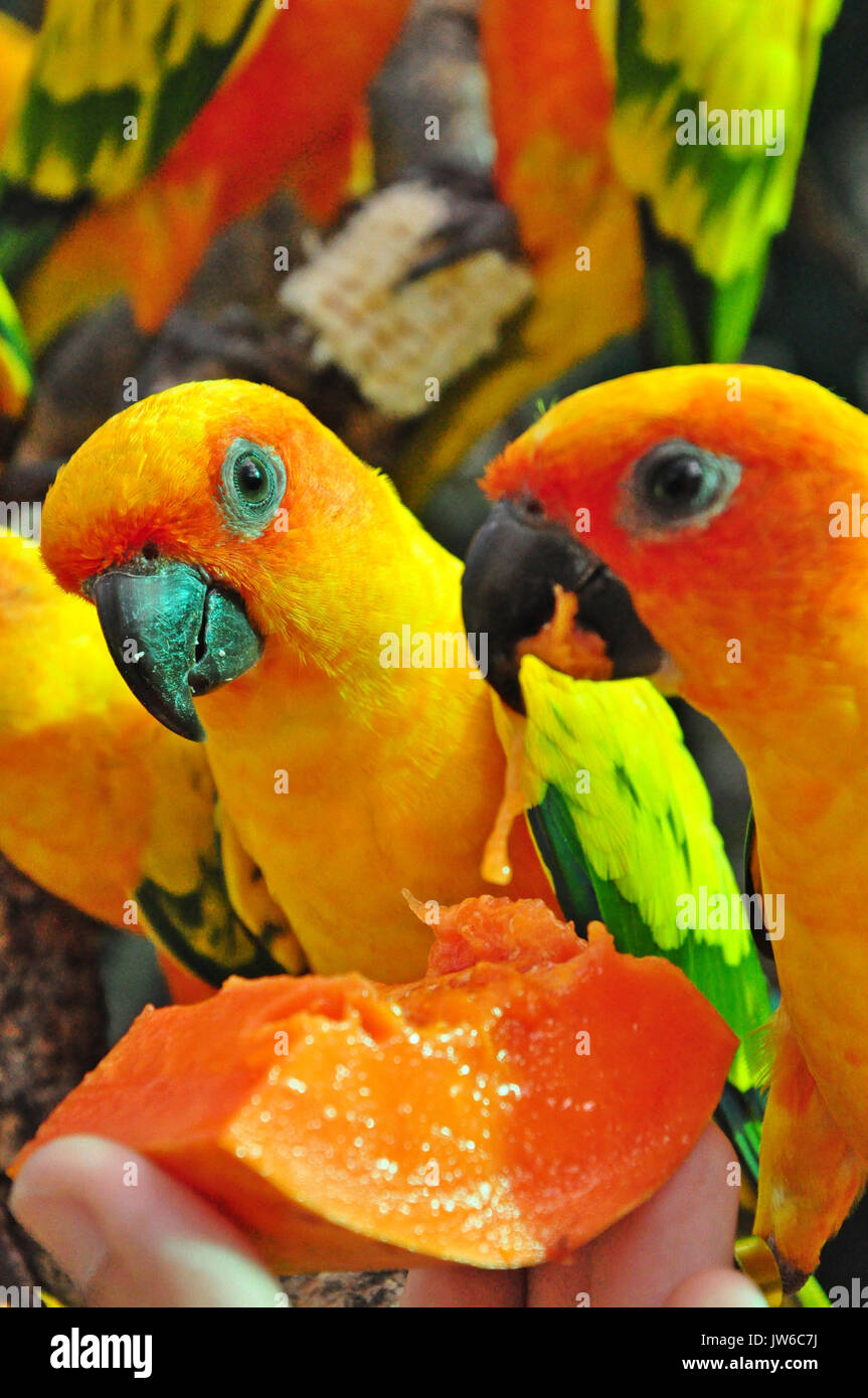 Sun Conure has a rich yellow crown, nape, mantle, lesser wing-coverts ...