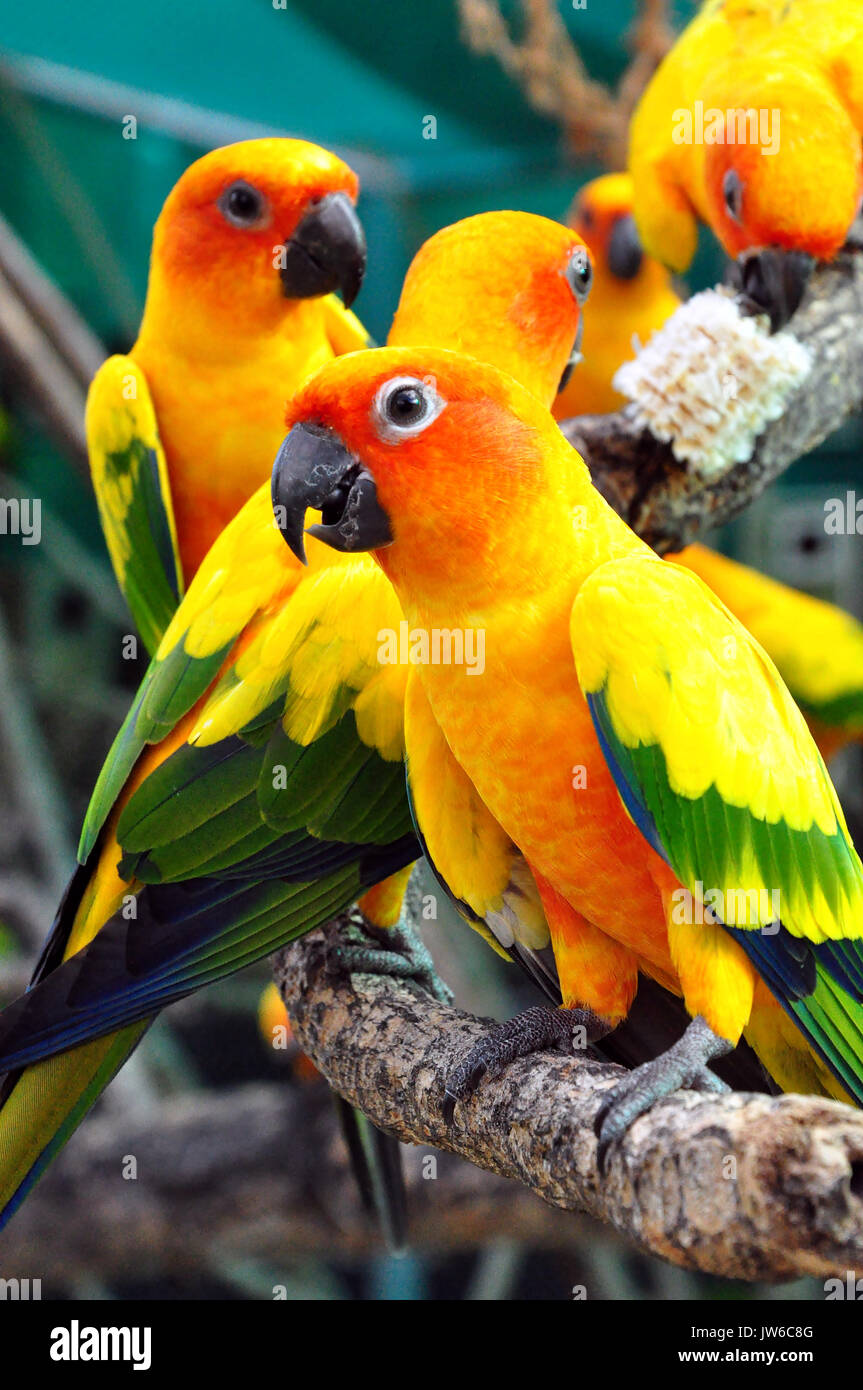 Sun Conure has a rich yellow crown, nape, mantle, lesser wing-coverts ...