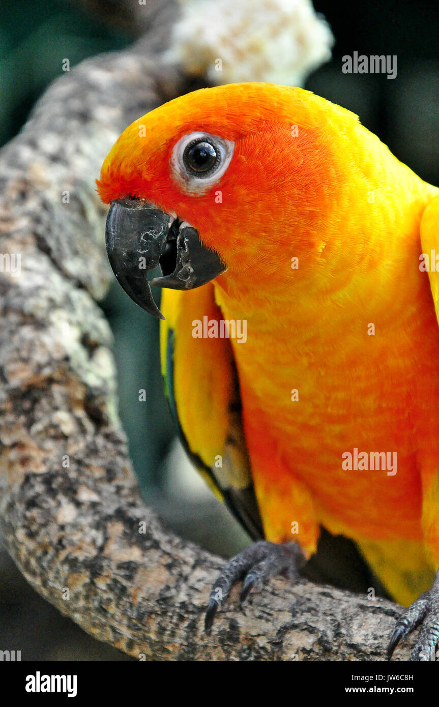 Sun Conure has a rich yellow crown, nape, mantle, lesser wing-coverts ...
