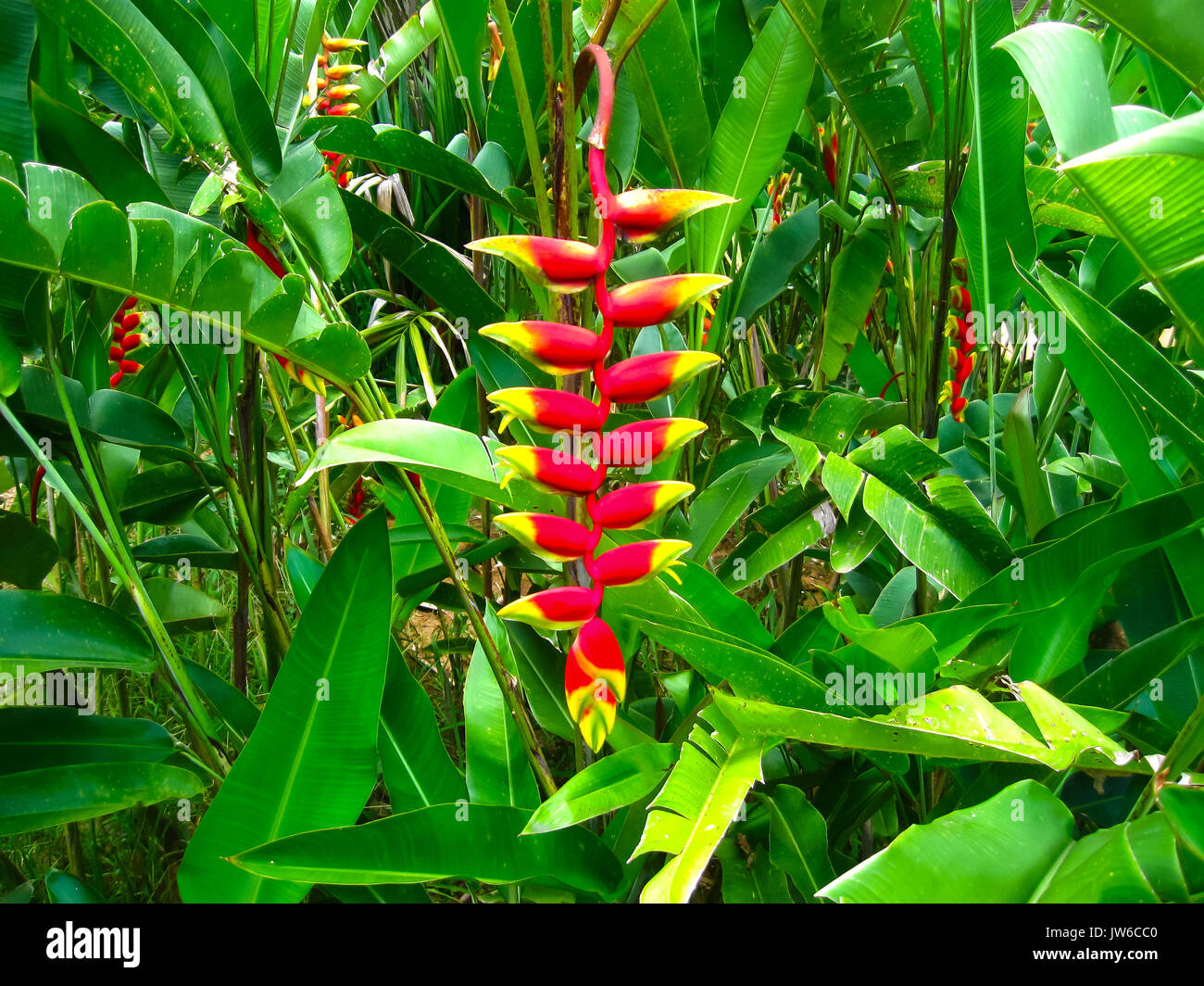 Heliconia Pendula - Hanging Crab Claw Flower Stock Photo - Alamy