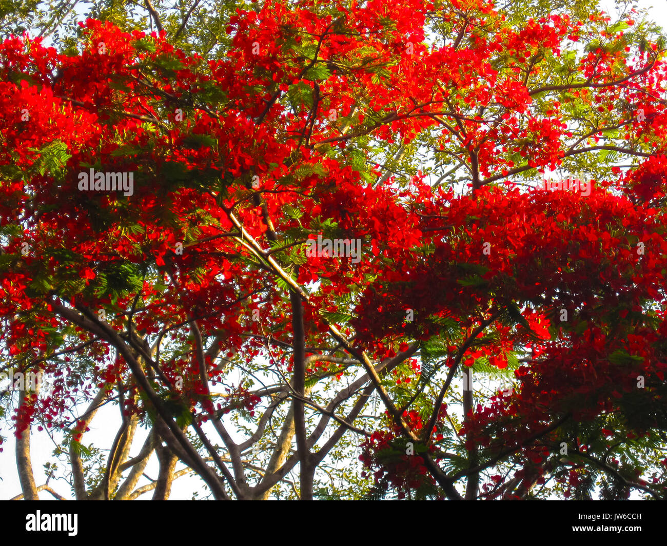 Royal Botanical garden Peradeniya. Sri Lanka Stock Photo - Alamy