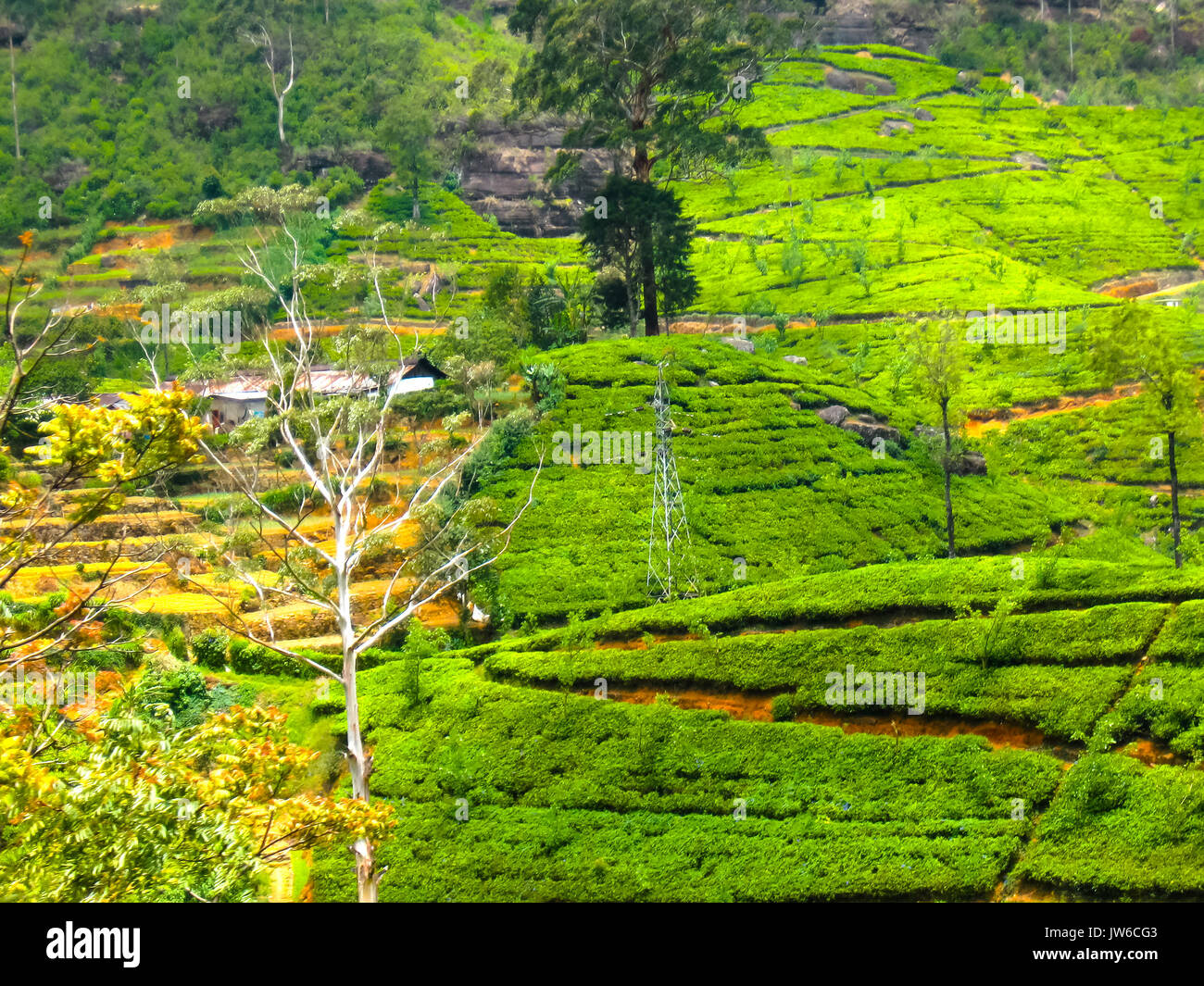 Tea estates in Nuvara Eliya, Sri Lanka Stock Photo - Alamy