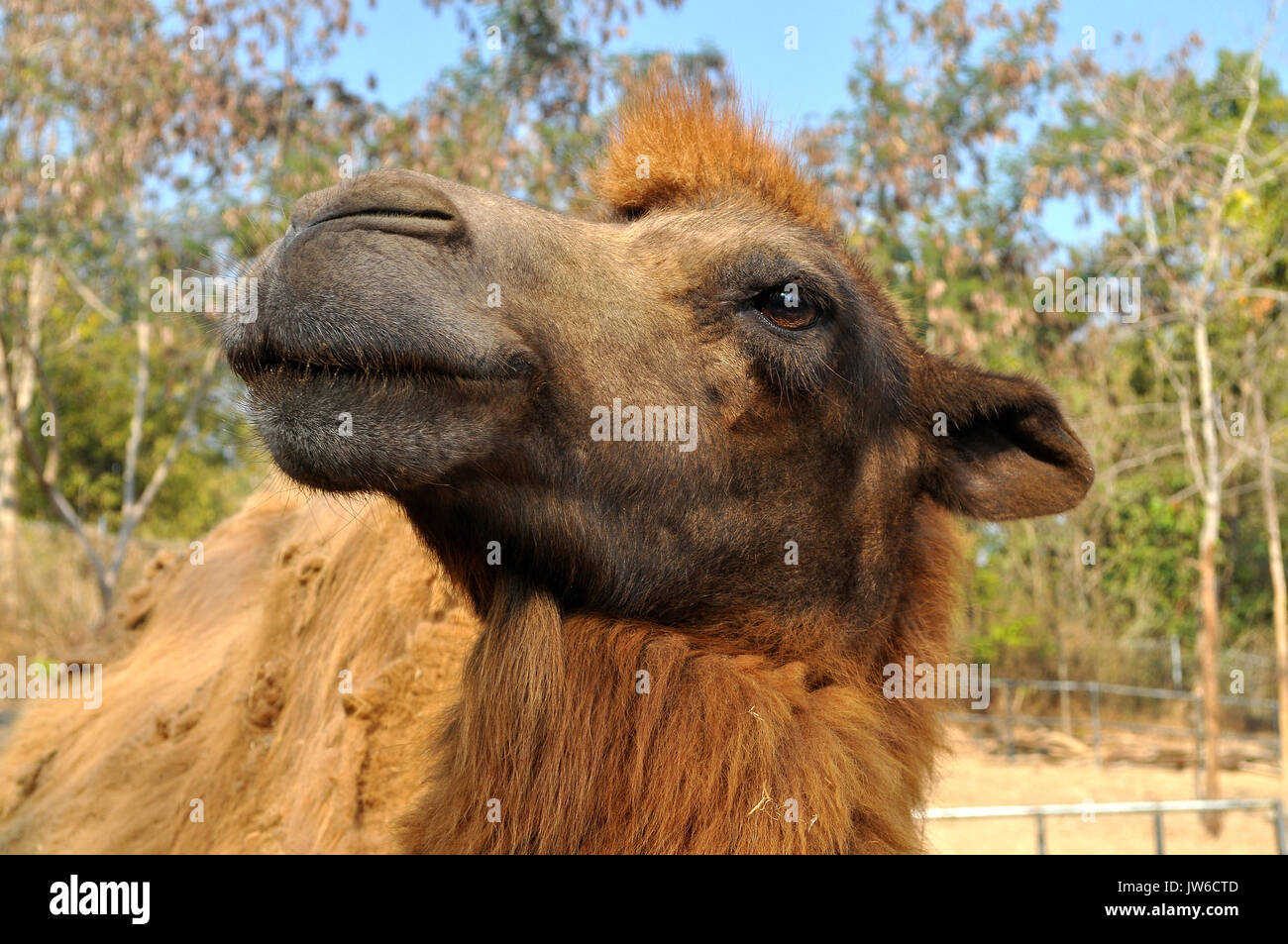 Ungulate teeth hi-res stock photography and images - Alamy