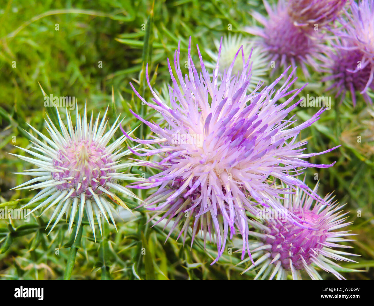 The pink milk thistle flower in bloom in summer morning Stock Photo - Alamy