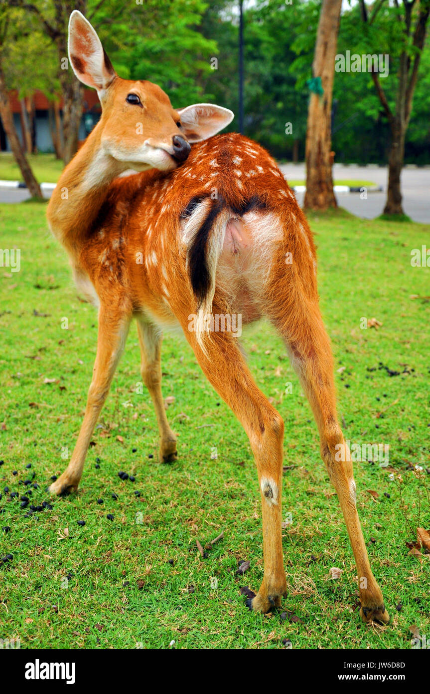 The sika deer inhabits temperate and subtropical woodlands, which often ...