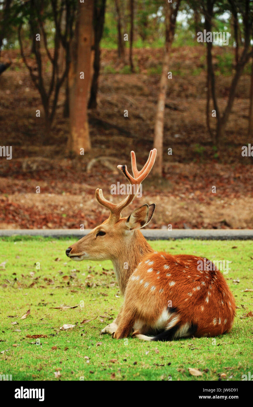 The sika deer inhabits temperate and subtropical woodlands, which often ...