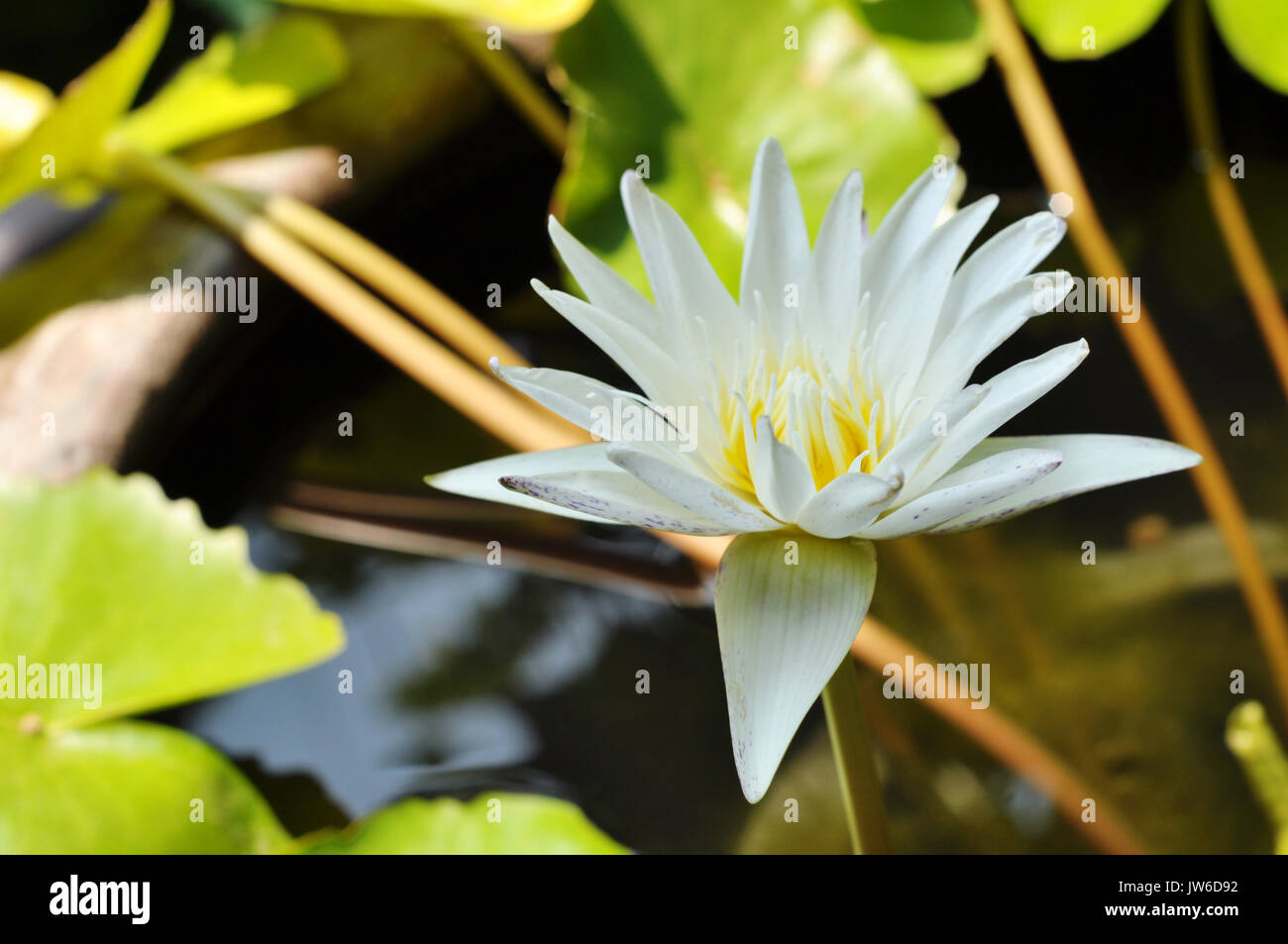 This aquatic plant is native to the Indian Subcontinent area Stock ...