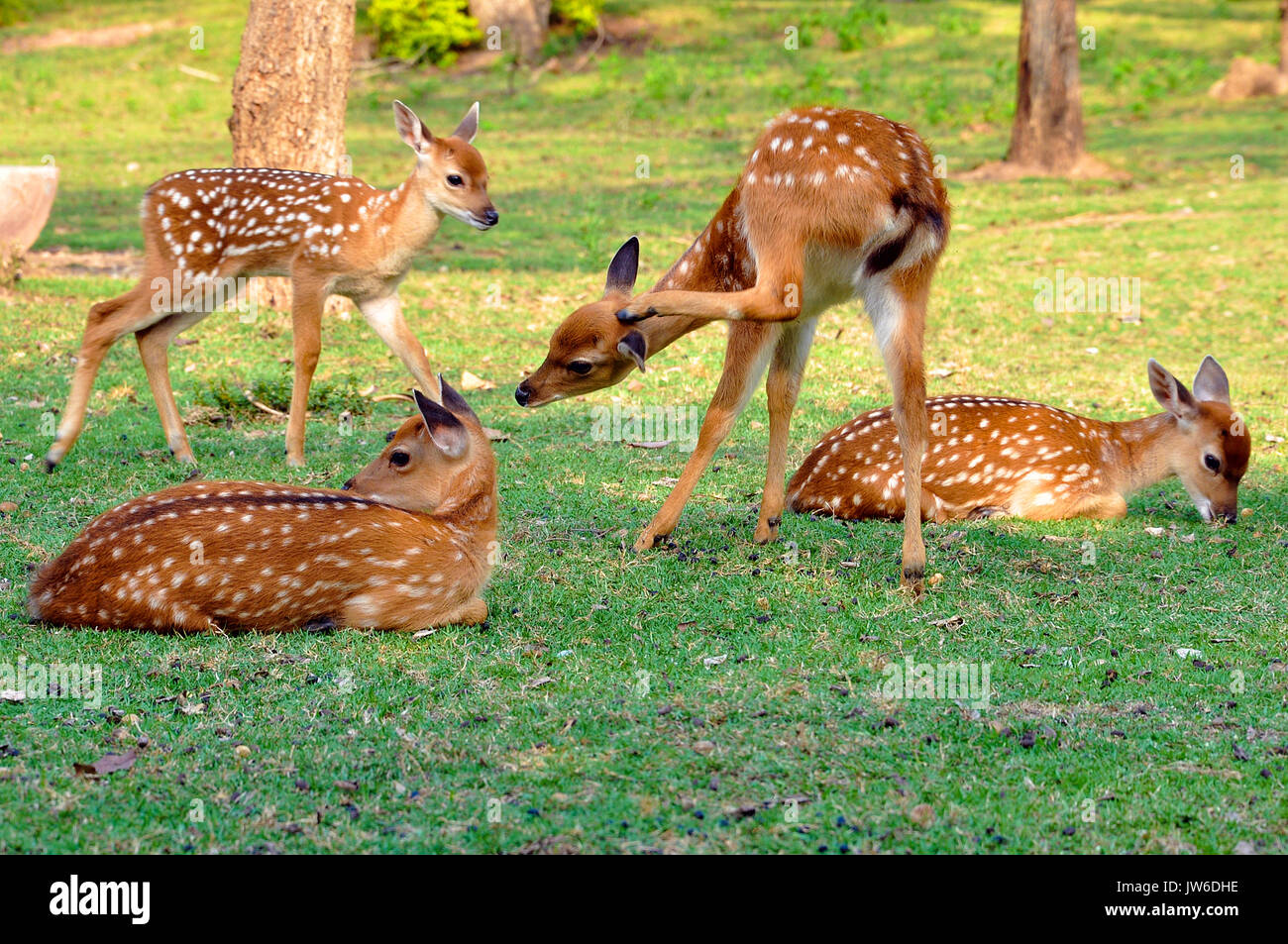 The Sika Deer, Cervus nippon, also known as the Spotted Deer or the ...