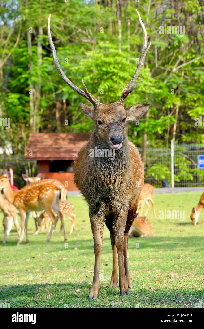 Also known as the spotted deer or the japanese deer hi-res stock ...