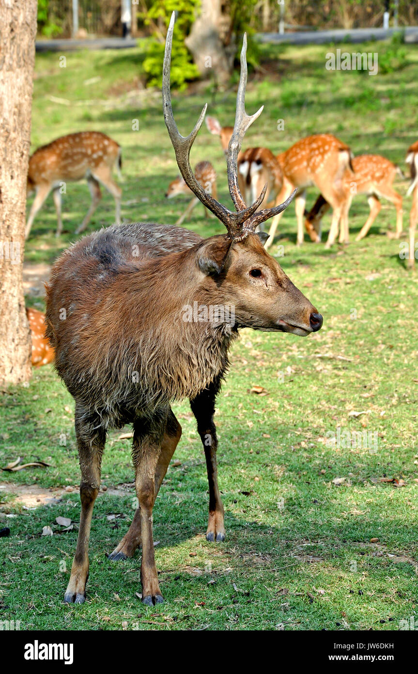 The Sika Deer, Cervus nippon, also known as the Spotted Deer or the ...
