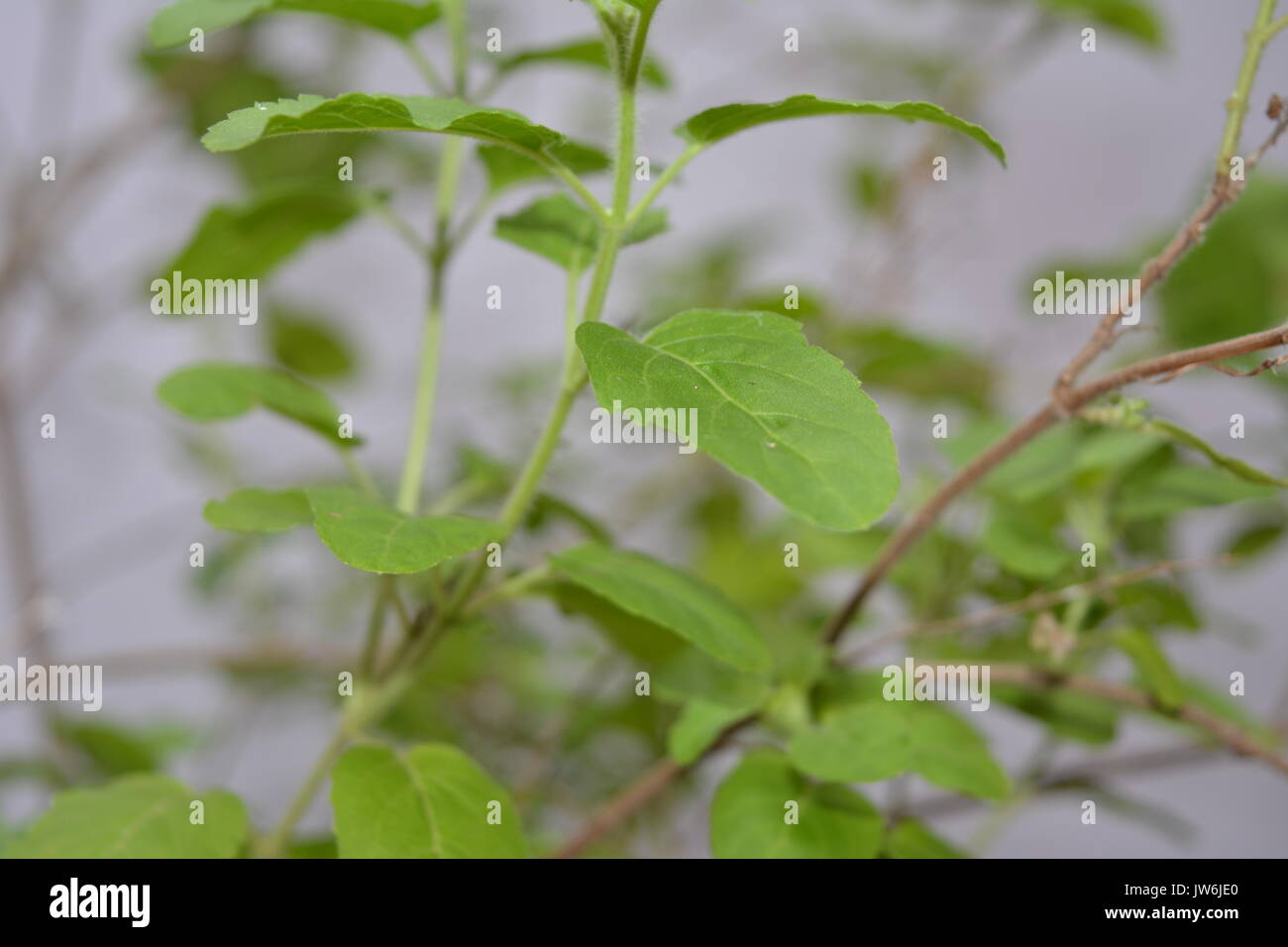 Basil trees hi-res stock photography and images - Alamy