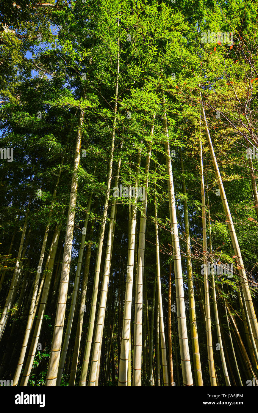 Bamboo trees at Kumano Kodo in Kansai, Japan. Kumano Kodo pilgrimage ...