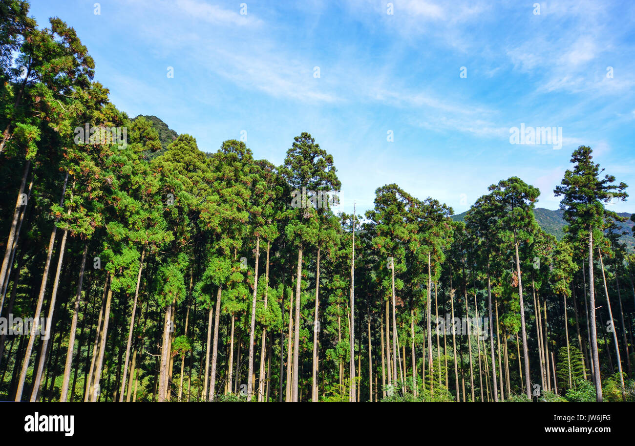 Pine trees under blue sky at Kumano Kodo in Kansai, Japan. Kumano Kodo ...