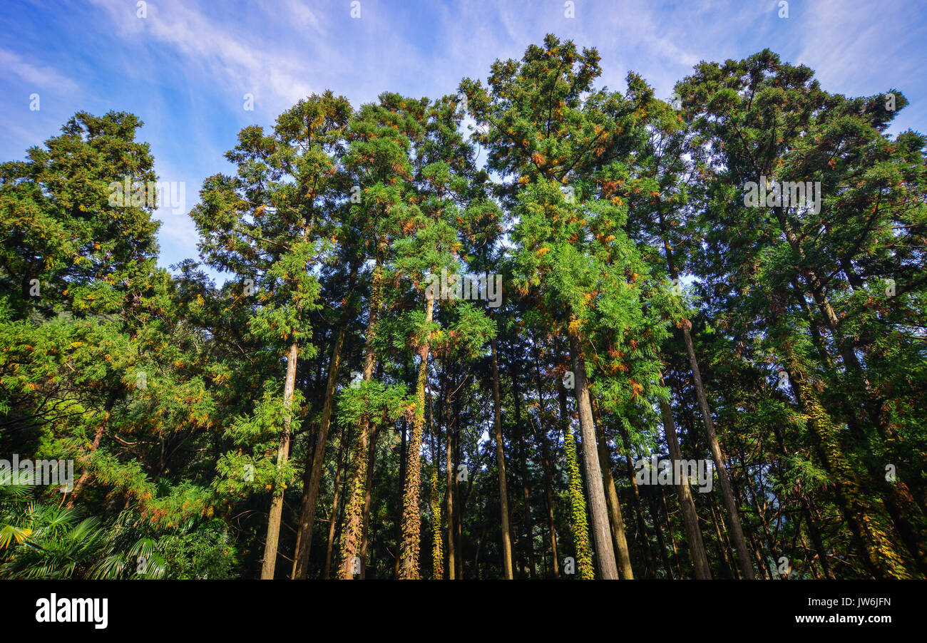 Pine trees at Kumano Kodo in Kansai, Japan. Kumano Kodo pilgrimage ...
