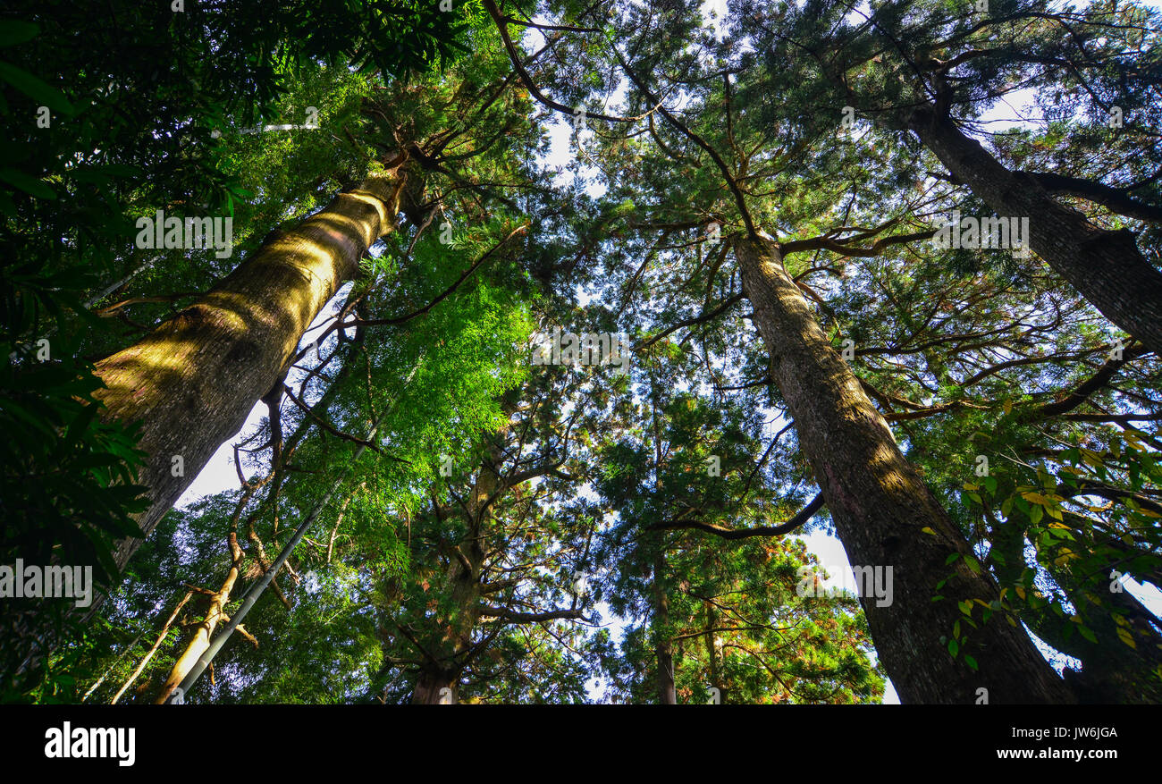 Huge trees at Kumano Kodo in Kansai, Japan. Kumano Kodo refers to a ...
