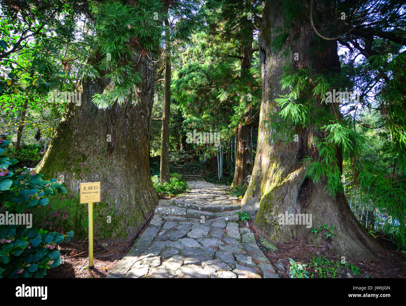 Meoto-sugi (800-year-old Husband and Wife cedar trees) at Kumano Kodo ...