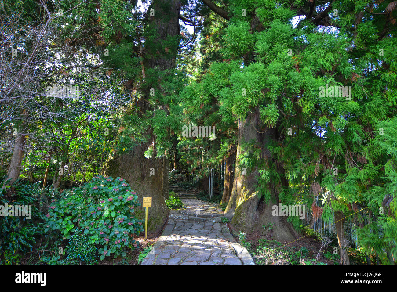 Meoto-sugi (800-year-old Husband and Wife cedar trees) at Kumano Kodo ...
