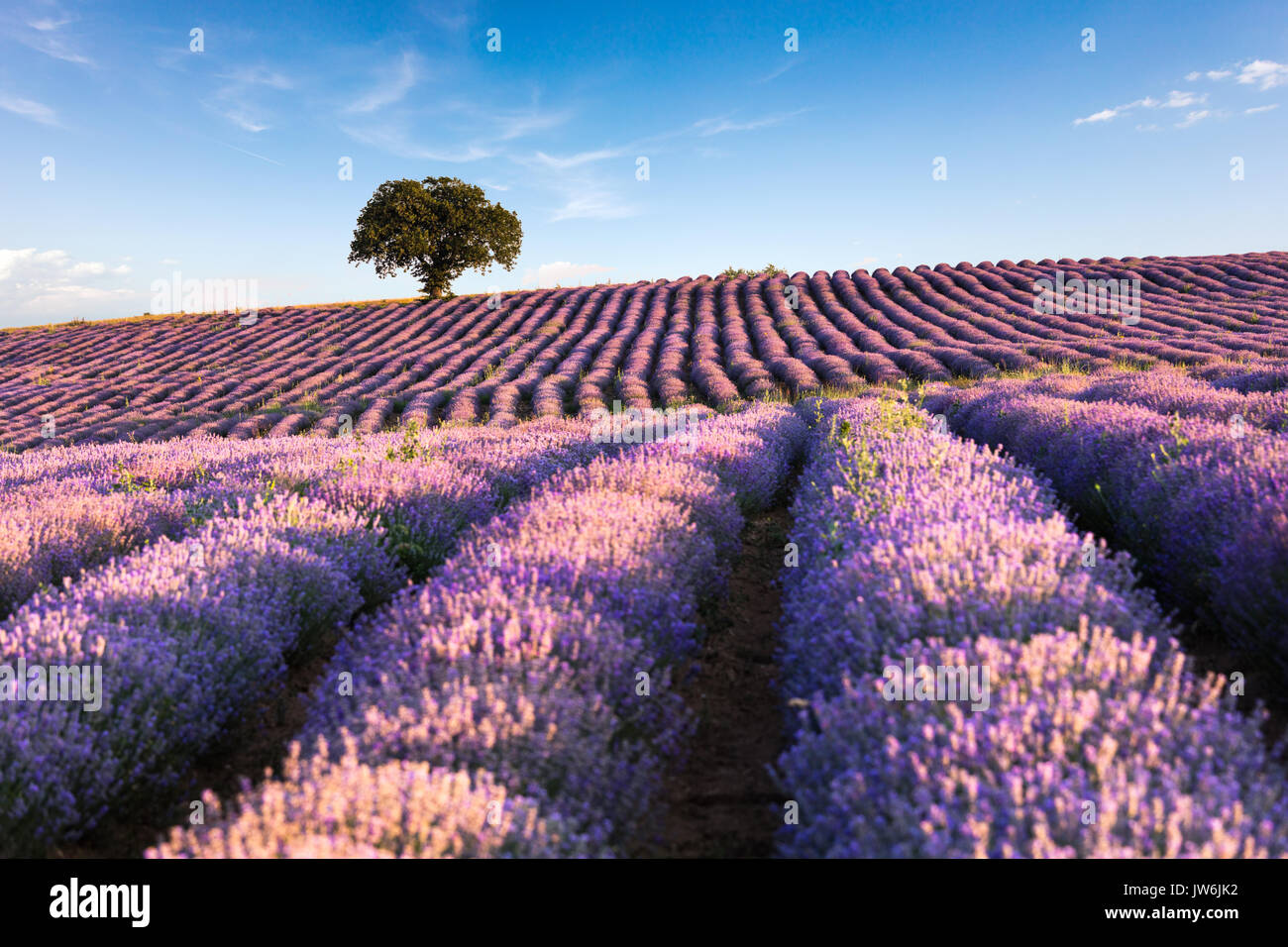 Violet furrows of lavender plants Stock Photo - Alamy